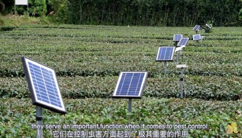 YouTube Video Garners Attention, Showcases How Bama Tea in China Uses ...